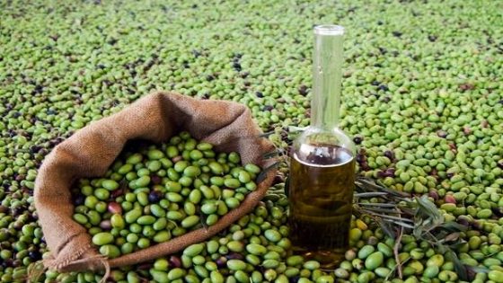 "الزيتون في القلب" مهرجان يحتفي بالإرث الألفي للزيتون بفاس - Le12.ma